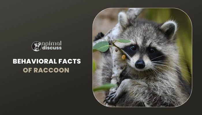 Behavioral Facts of Raccoon! - Animal Discuss