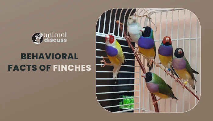 Behavioral Facts Of Finches Bird - Animal Discuss