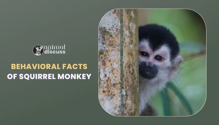 Behavioral Facts Of Squirrel Monkey - Animal Discuss