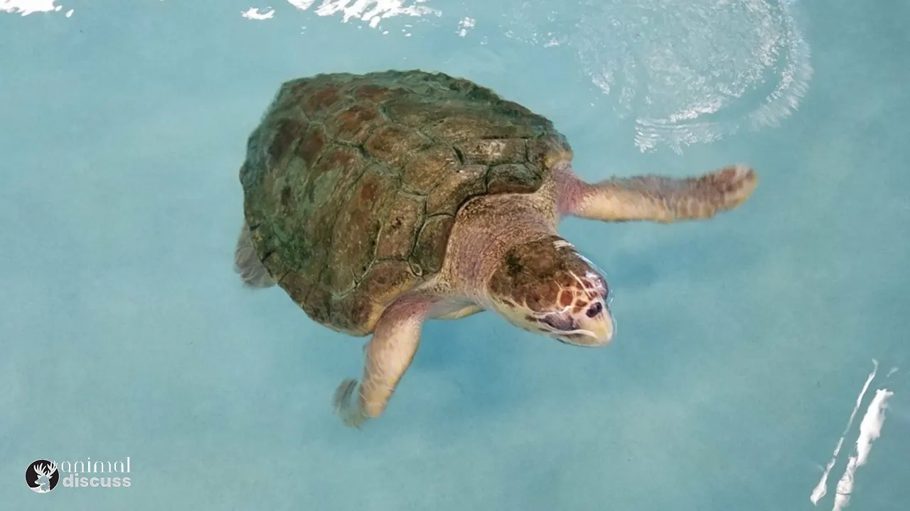 Green Sea Turtle Behavior - Animal Discuss