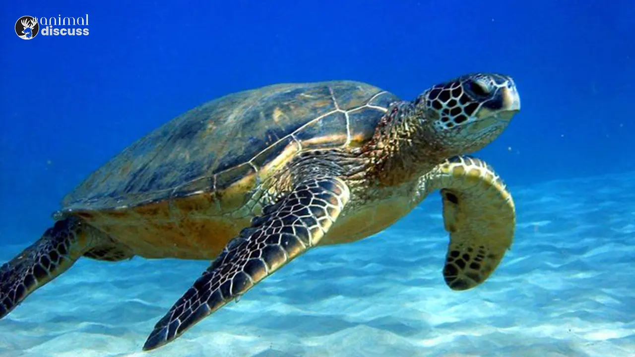 Hawksbill Sea Turtle Behavior - Animal Discuss