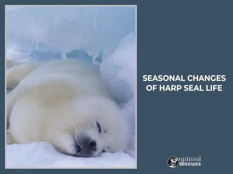 Habitat Of Harp Seals: 5 Essential Topics We Covered - Animal Discuss