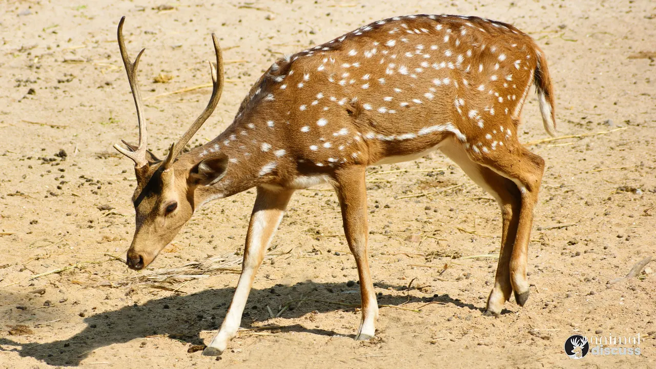 Deer Behaviors: How Deer Behave With Various Factors - Animal Discuss