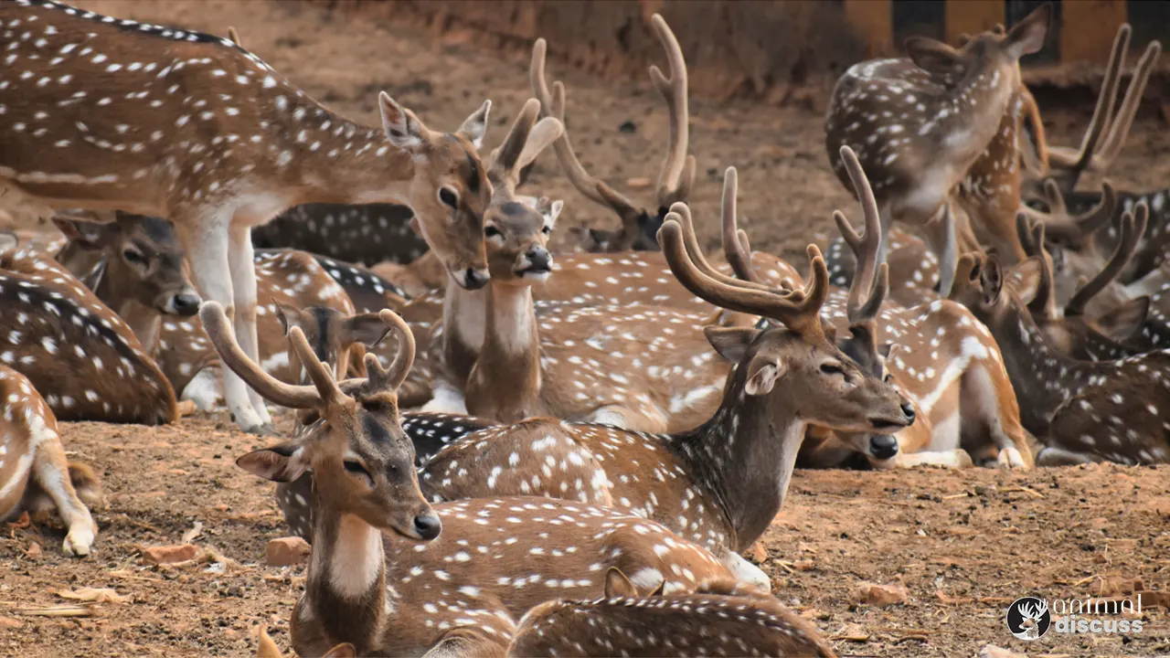 Deer’s Habitat: Where Deer Live? - Animal Discuss