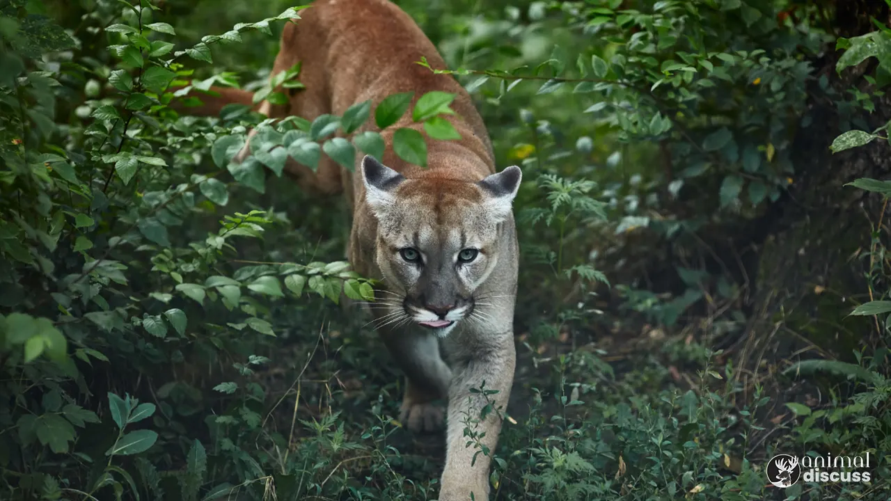 Pumas Habitat: Geographical Location And More