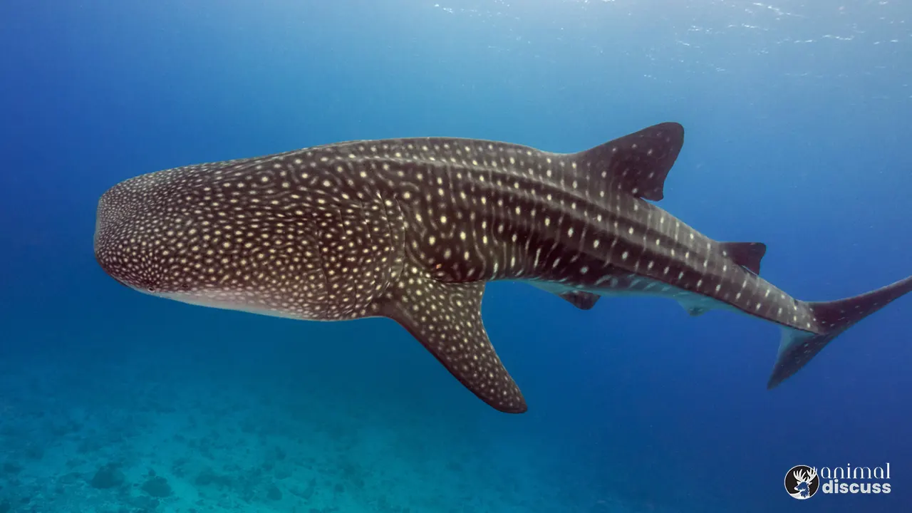 Whale Shark Habitat: Details Discussion By 4 Steps - Animal Discuss