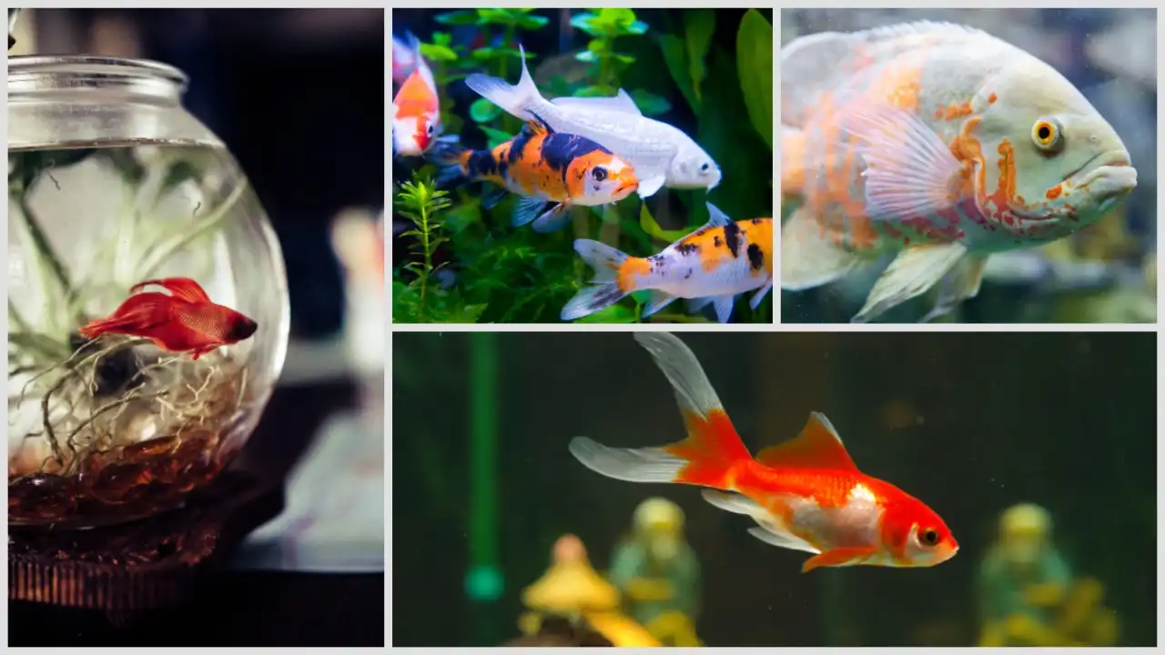 Pet Fish Wonders: Explore Their Captivating World! - Animal Discuss