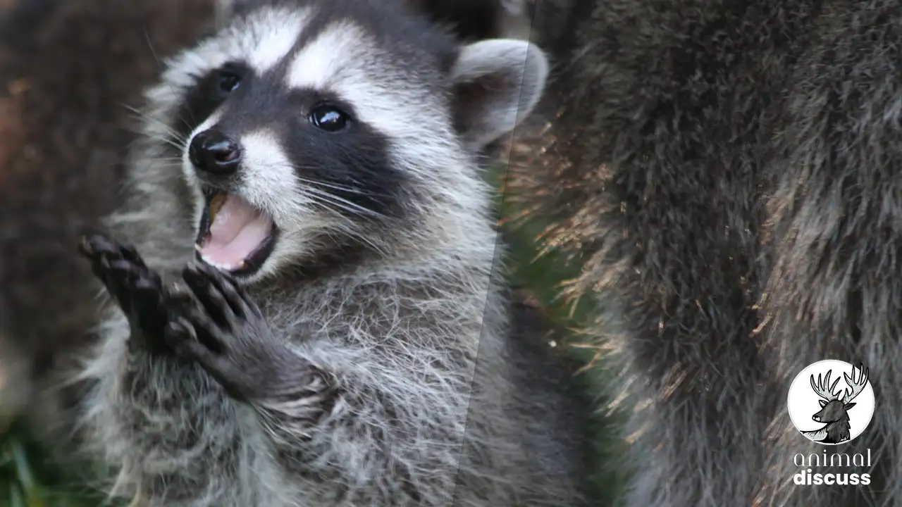 Raccoons Food And Diet Habits: What Do Raccoons Eat? - Animal Discuss