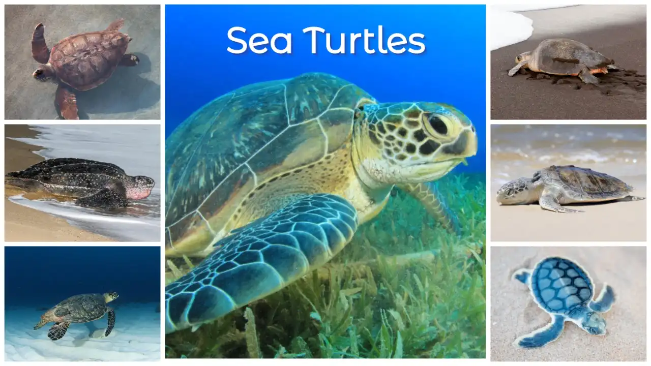 Sea Turtles: 7 Species of the World - Animal Discuss