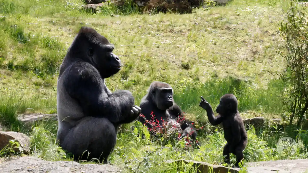 Gorillas Habitat: Where Do These Giants Live? - Animal Discuss