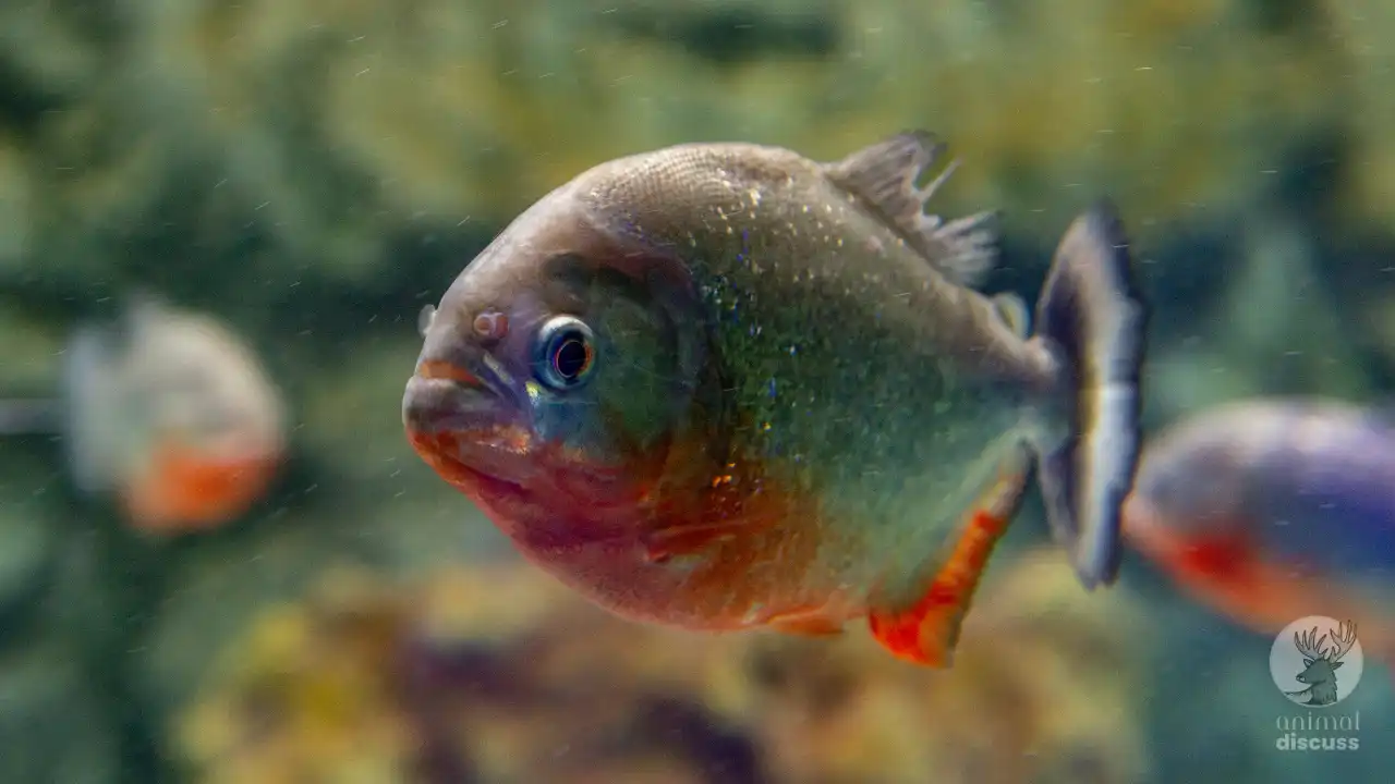 Piranha's Habitat: Dive in? Or Swim Away? - Animal Discuss