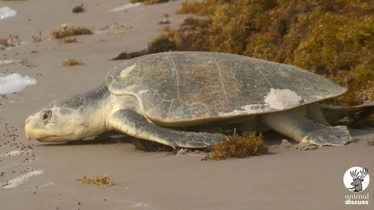 Kemp’s Ridley Sea Turtle - Animal Discuss