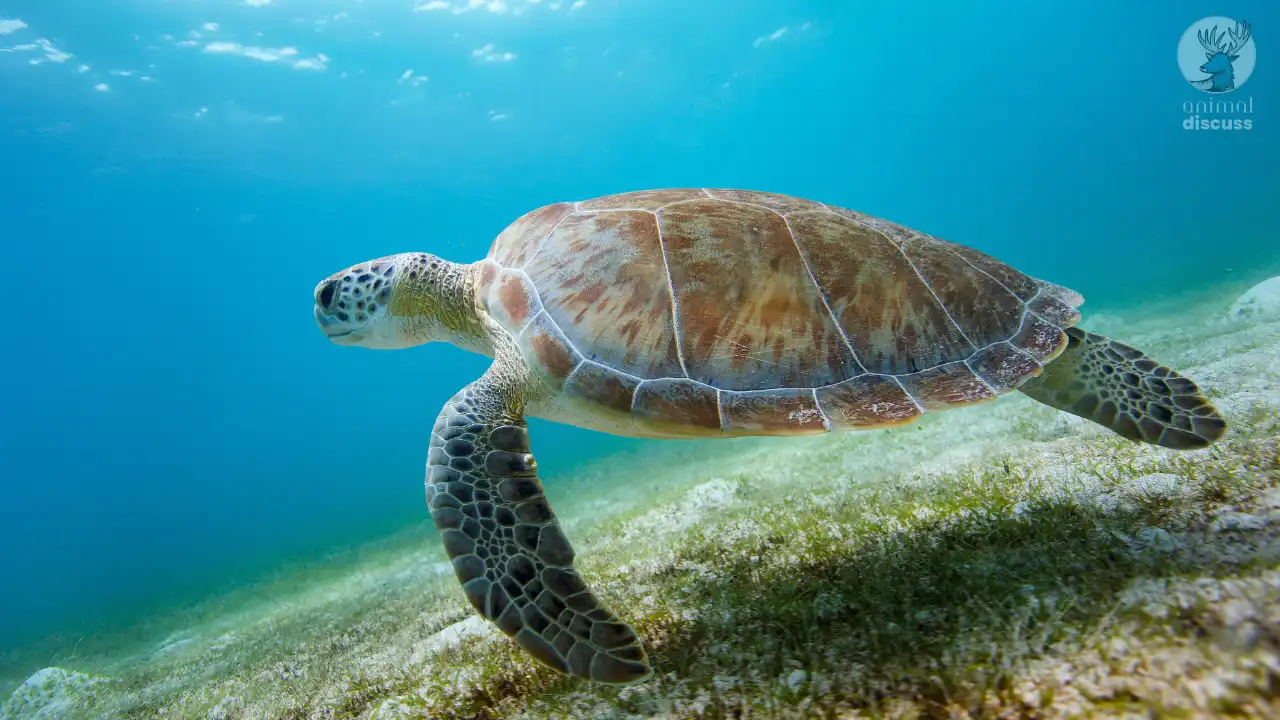 Hawksbill Sea Turtle Foods and Diet - Animal Discuss