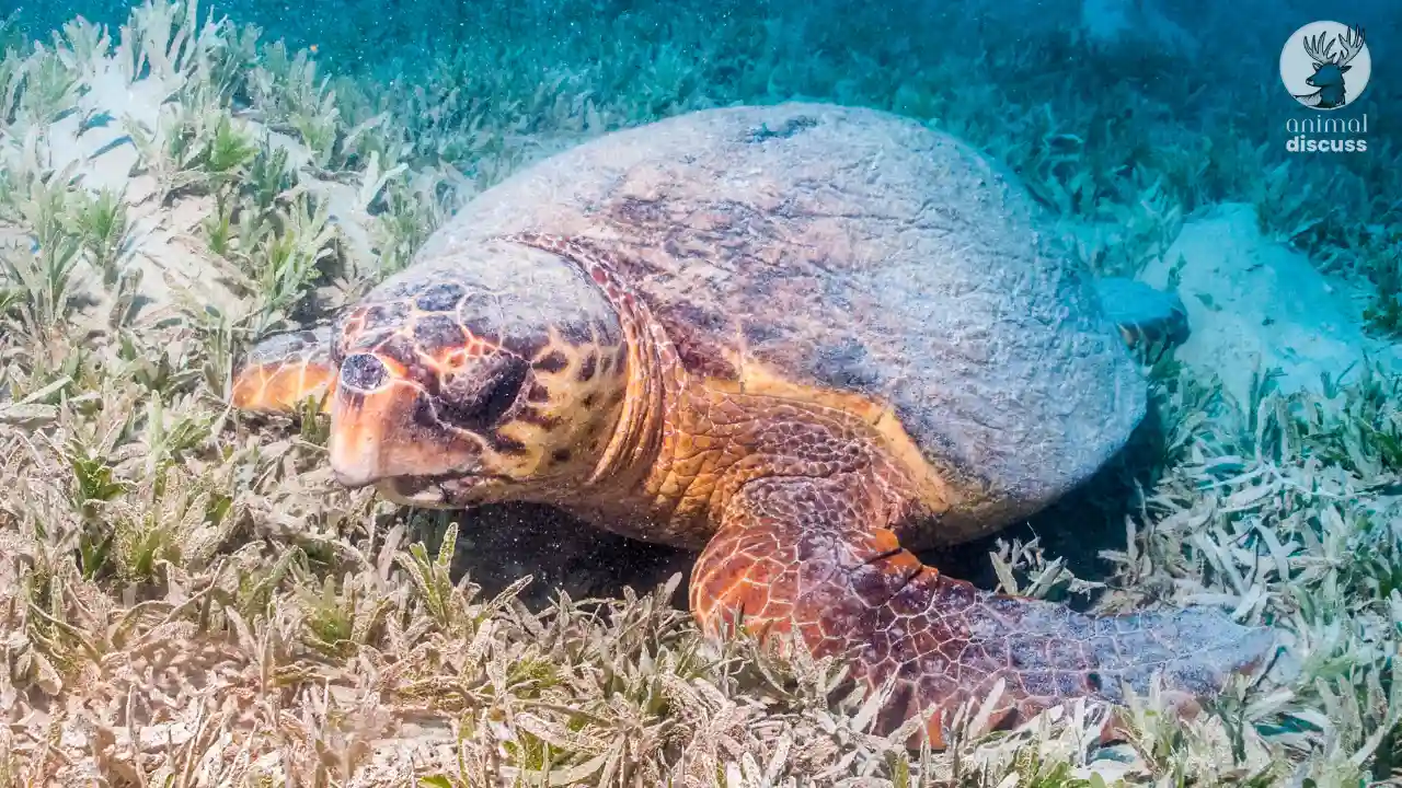 Loggerhead Sea Turtle Foods and Diet - Animal Discuss