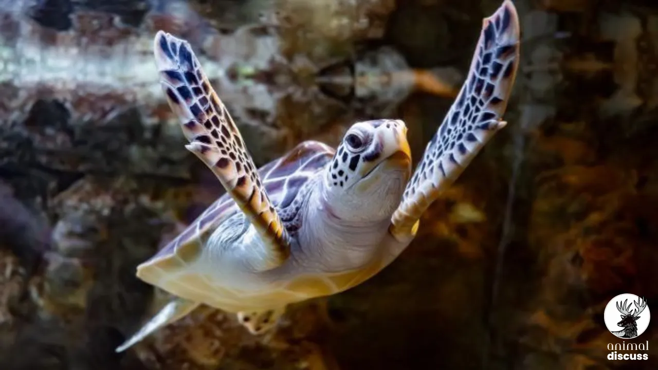 Kemp's Ridley Sea Turtle Habitat - Animal Discuss