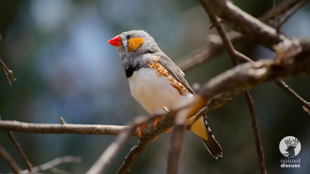 Finches Overview - All About Them in One Margin