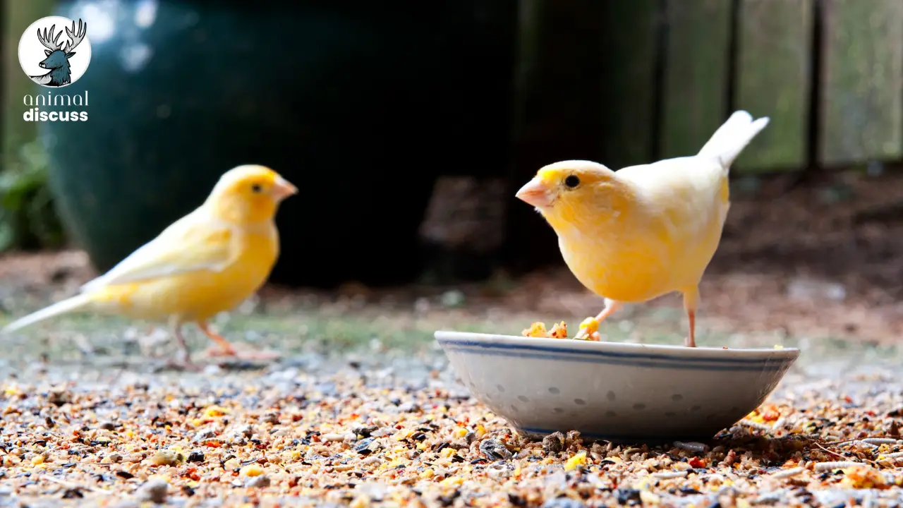 Foods and Diet: What Do Domestic Canary Eat? - Animal Discuss