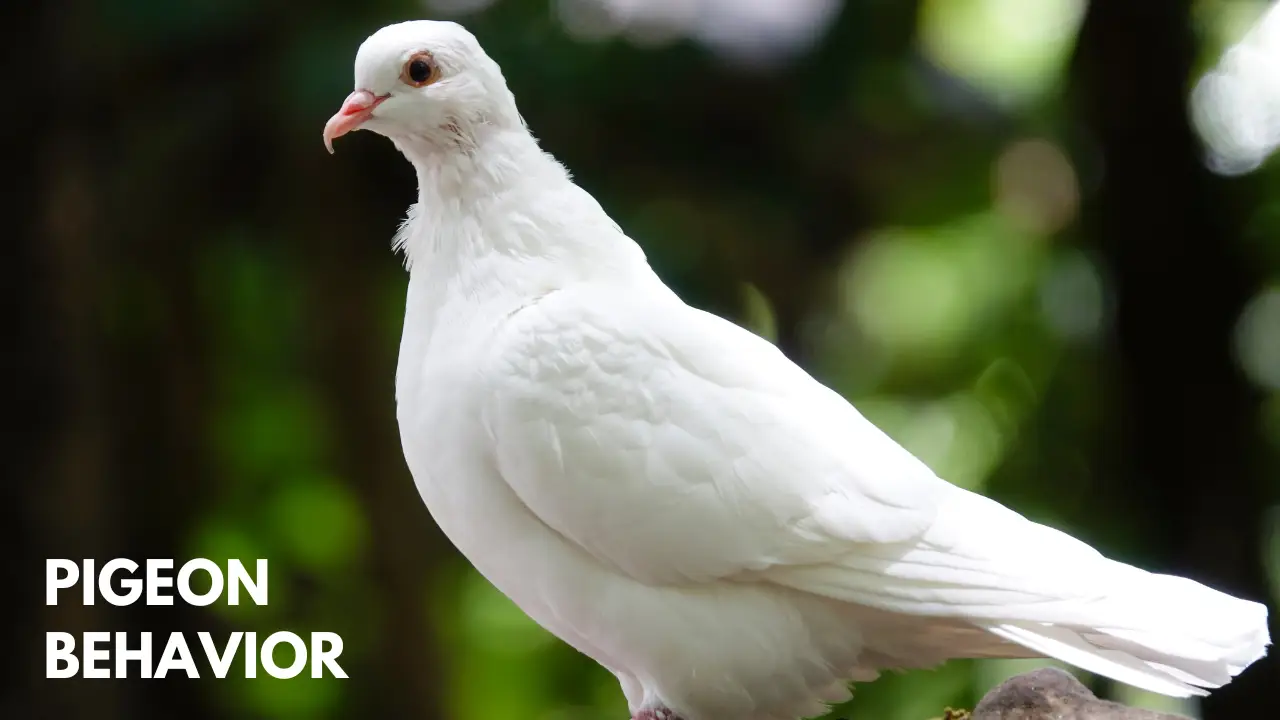 Pigeon Behavior Insights: What You Didn't Know About Them - Animal Discuss