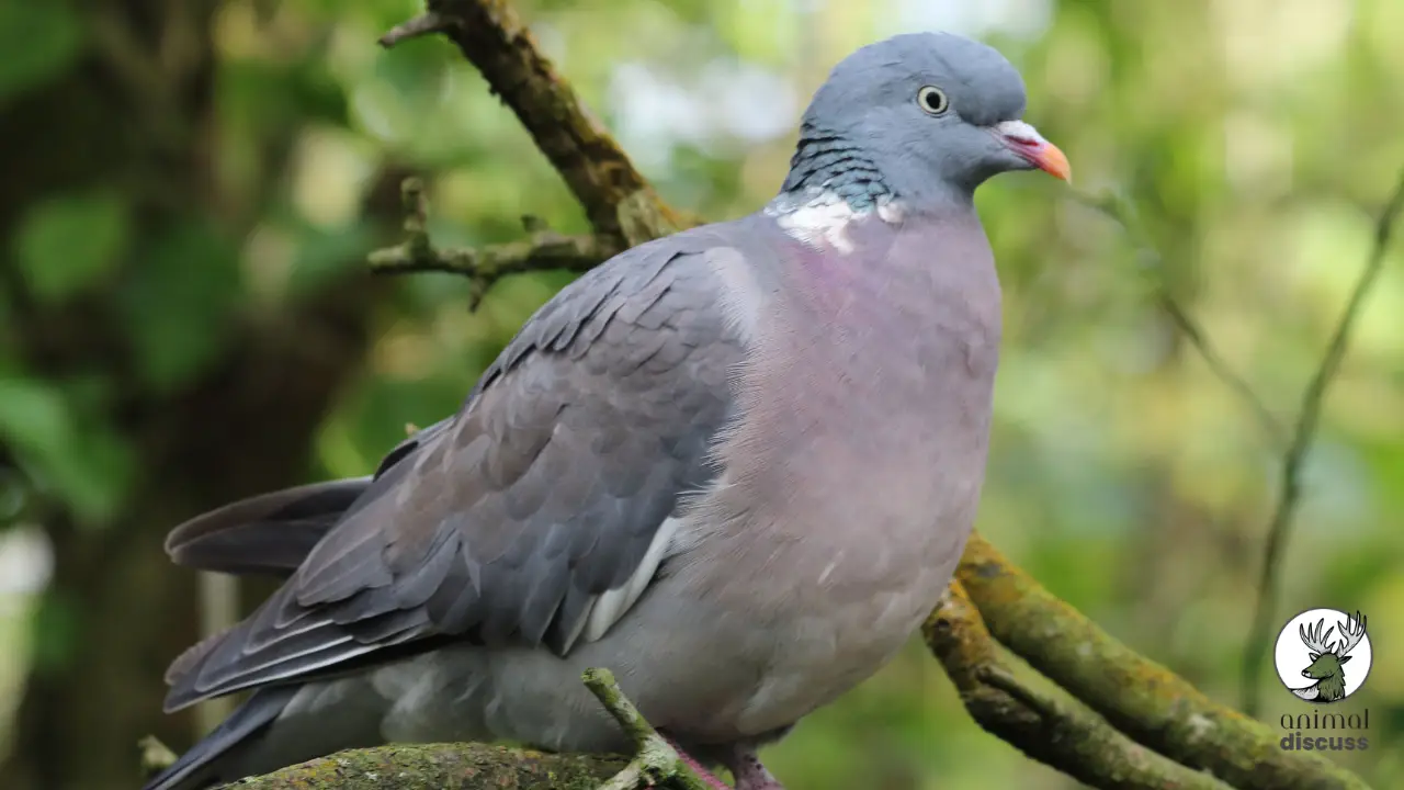 Pigeon Habitat Explained: Nature vs. City Life - Animal Discuss
