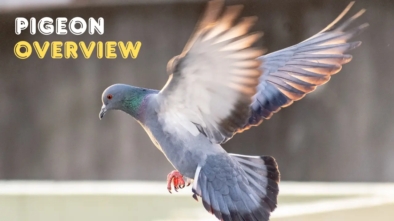 Pigeon Overview: Behavior, Habitat & Foods of Birds