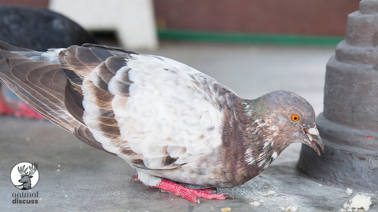 What Do Pigeons Eat or Pigeon Foods and Diet - Animal Discuss