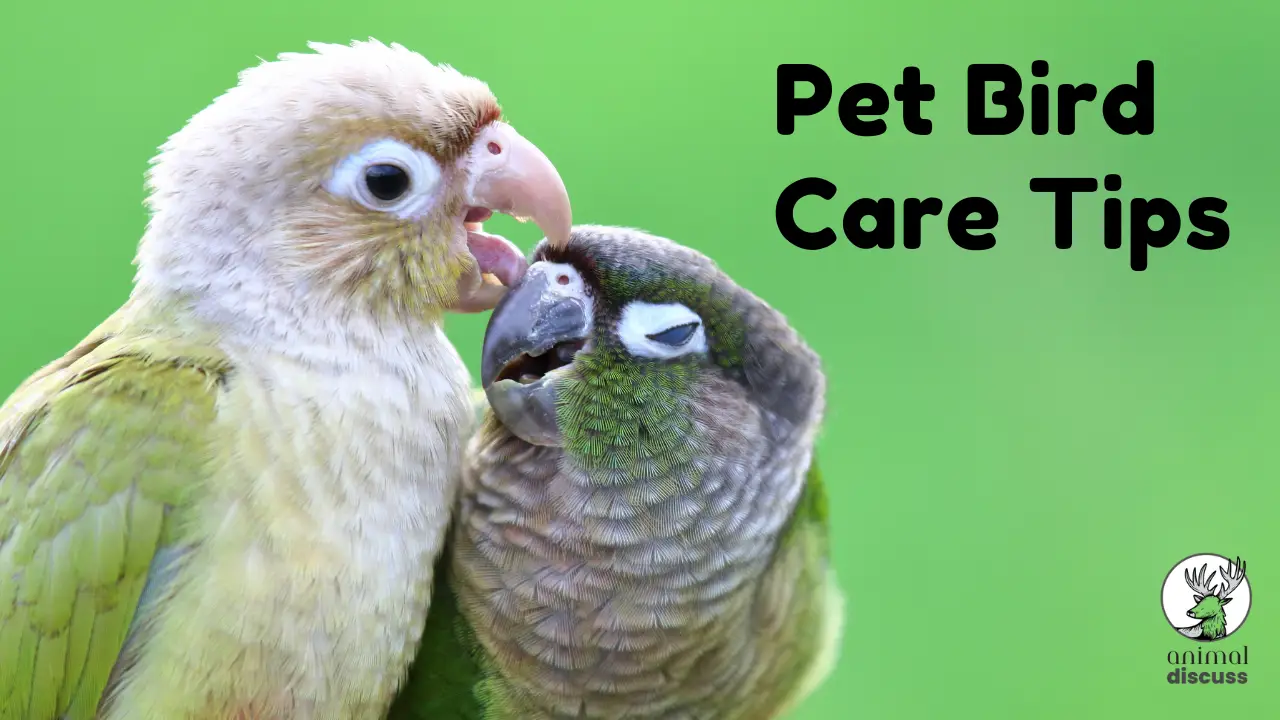 Pet Bird Care Tips - Animal Discuss